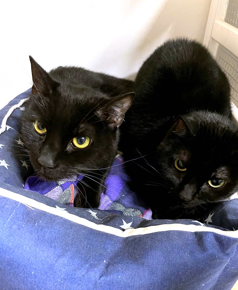 The Cattery Dublin | Cat Boarding Dublin