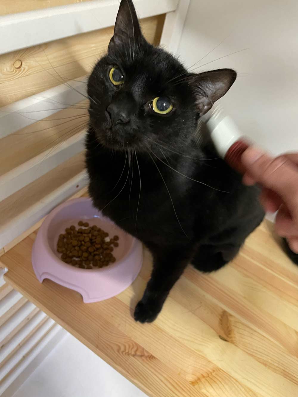 The Cattery Dublin | Cat Boarding Dublin