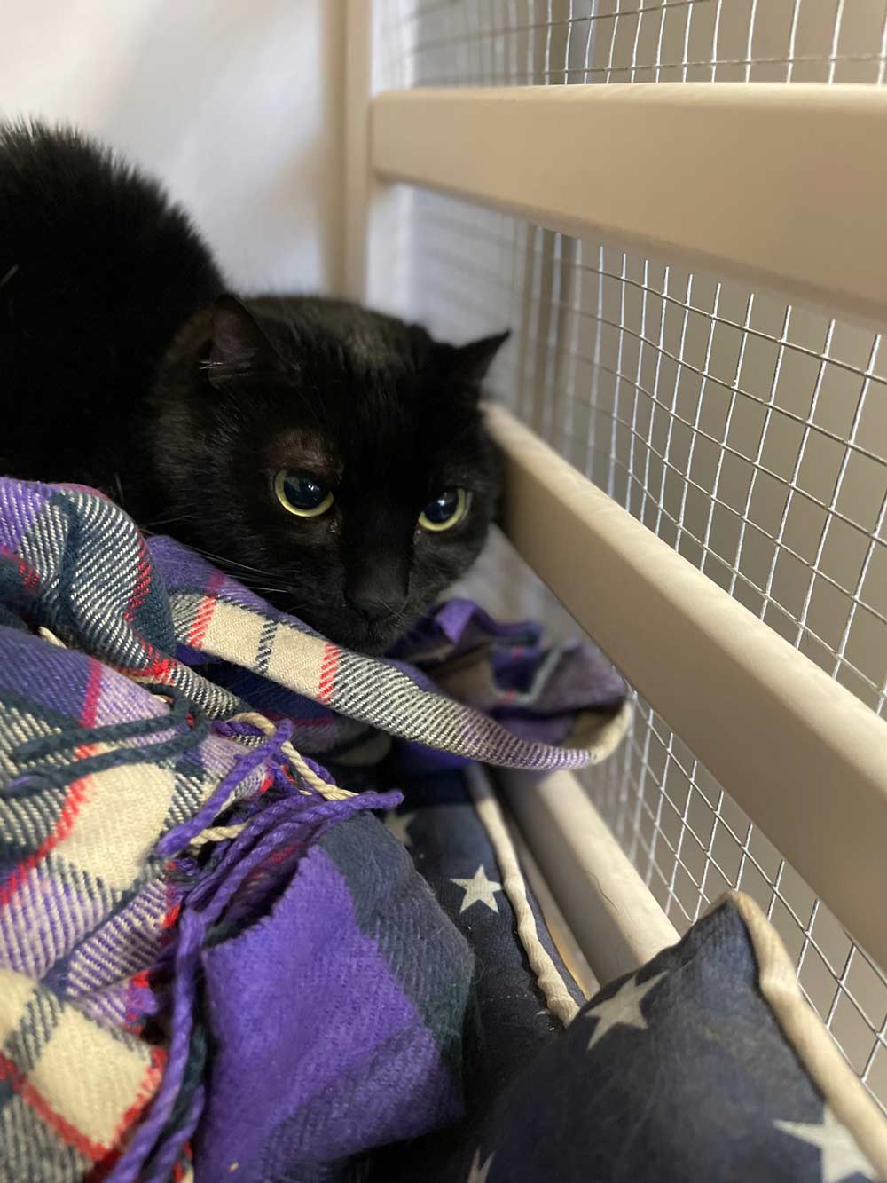 The Cattery Dublin | Cat Boarding Dublin