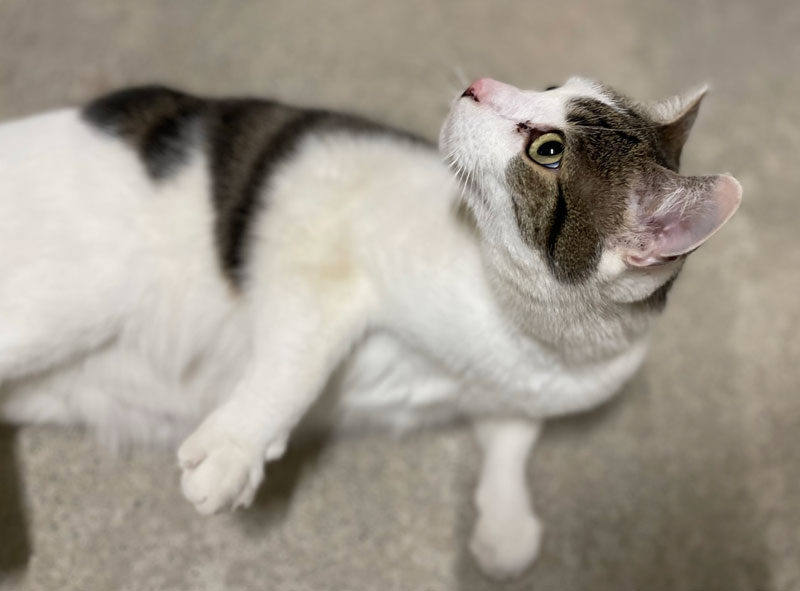 The Cattery Dublin | Cat Boarding Dublin